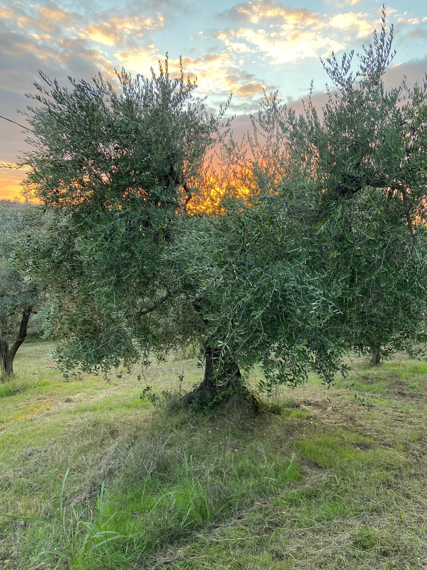 Wine | Our Tuscan Farm